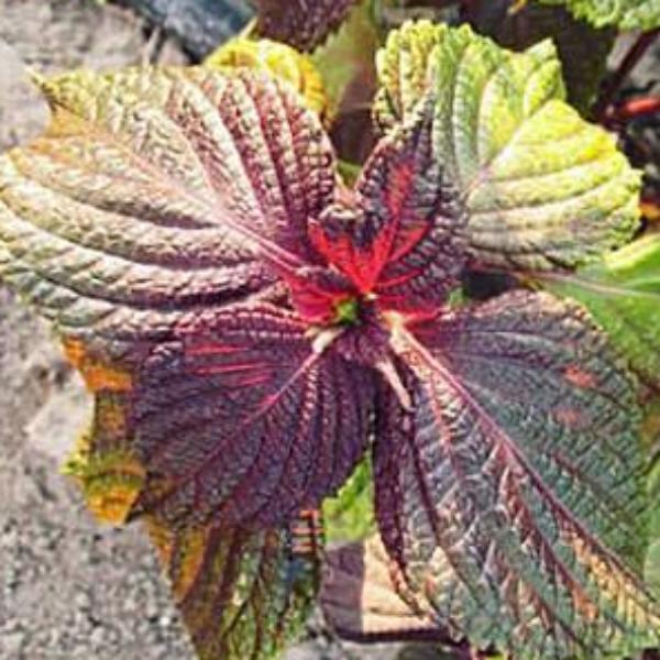 Lá Tía Tô (Vietnamese Perilla) – Truelove Seeds